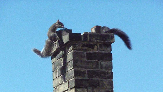 How To Avoid Getting These 5 Animals In Your Chimney