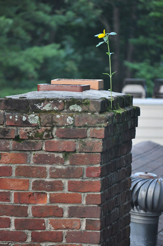 Chimney Pipe Buyers Guide: Expert Advice (For You)